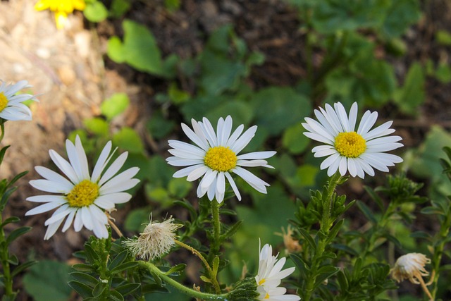 Marguerite Daisy White - Free photo on Pixabay - Pixabay