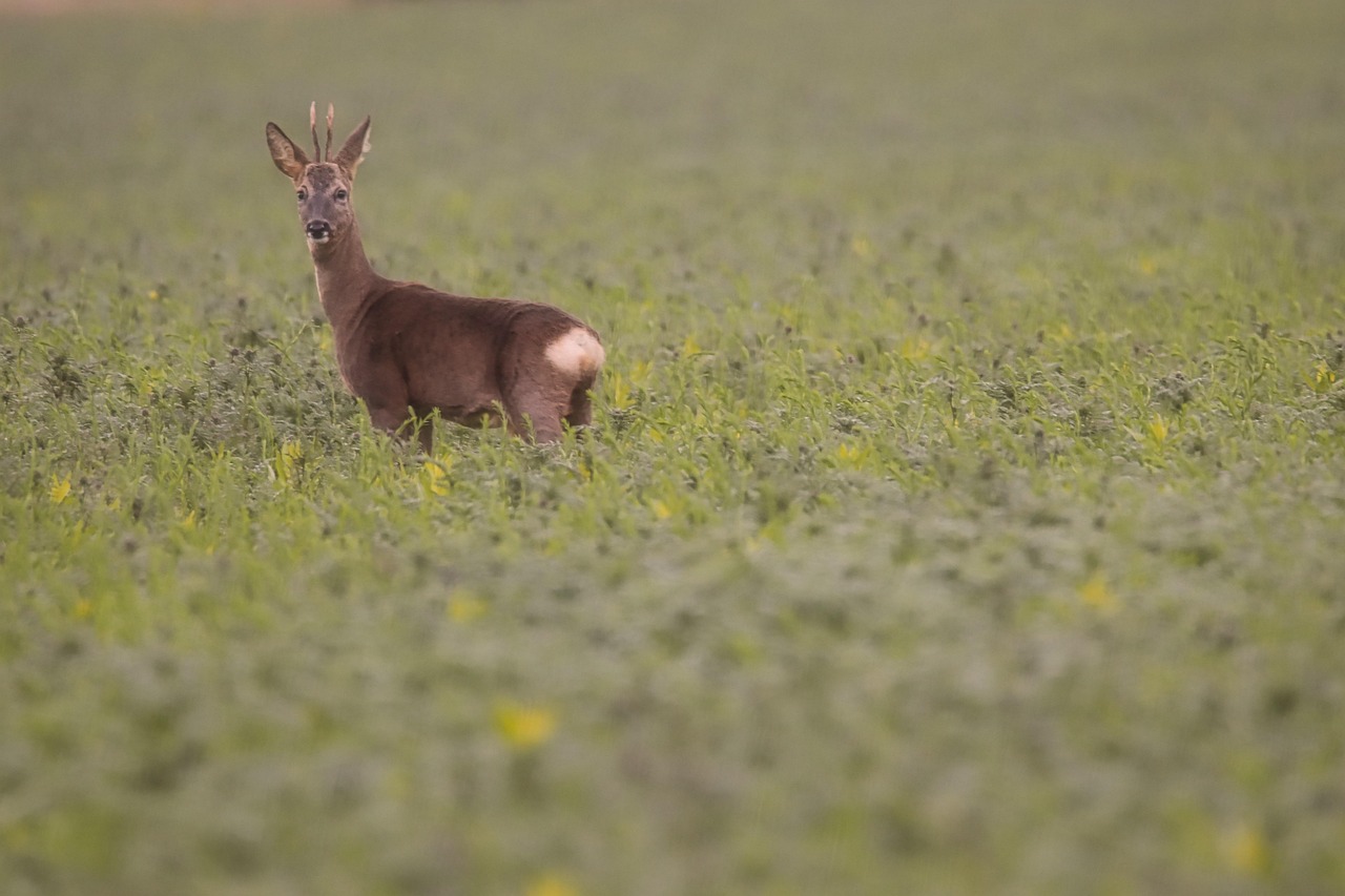 Roe Deer Animal Meadow European - Free photo on Pixabay