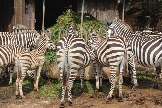 Stripes Animal - Free photo on Pixabay - Pixabay