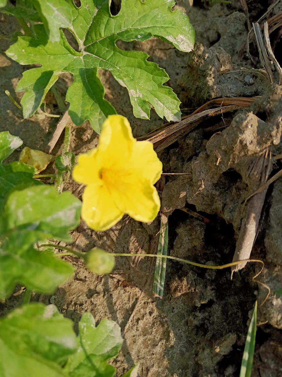 Bunga Kuning Menjalar - Foto gratis di Pixabay - Pixabay