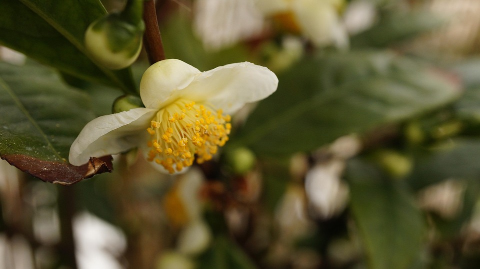 Theriere Flowers Nature - Free photo on Pixabay