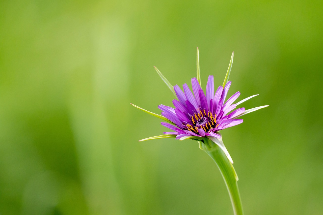 Cercefi Flor Planta Flores - Foto gratuita no Pixabay - Pixabay