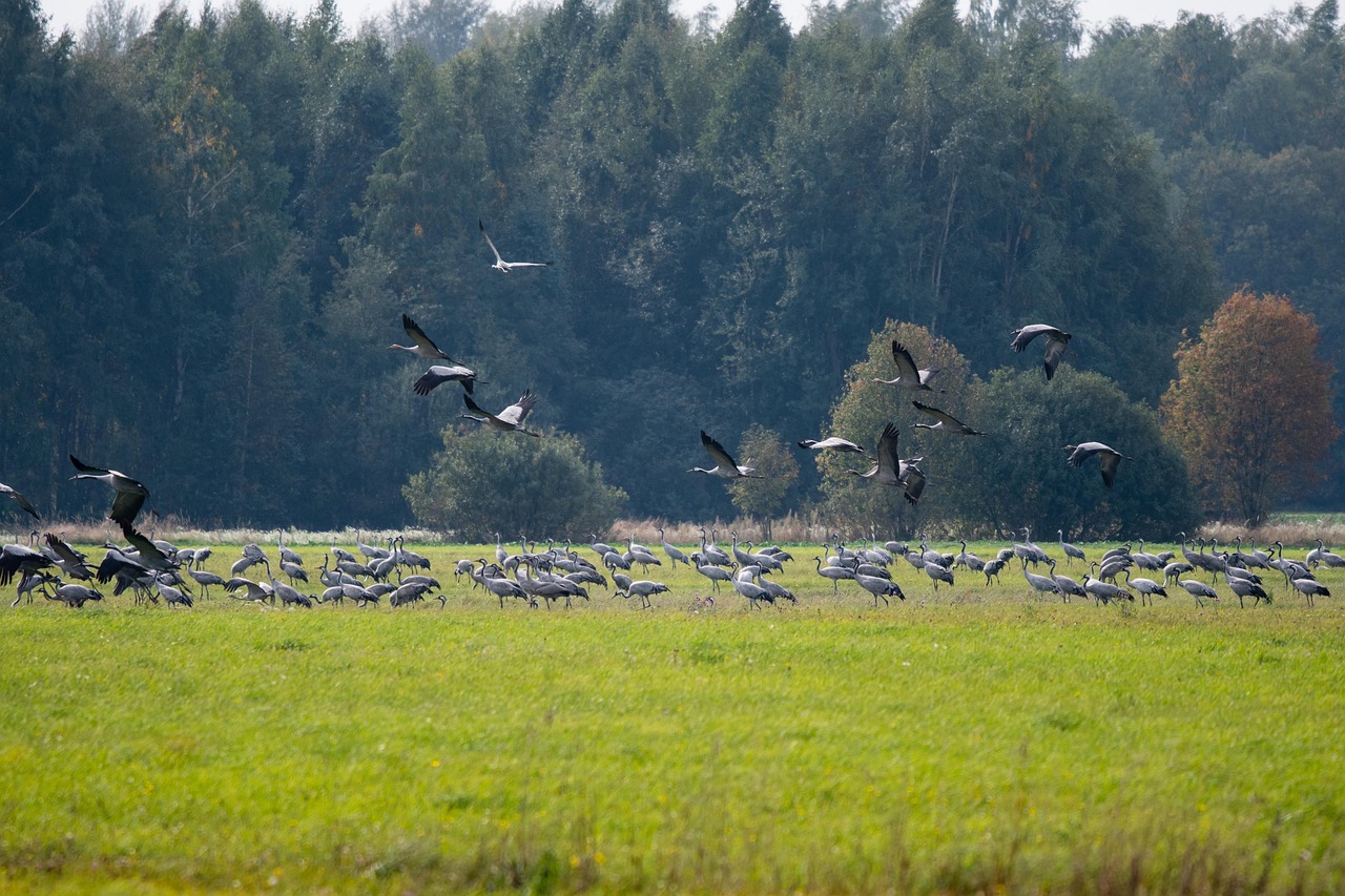 Grues Des Oiseaux Migration Sur Le - Photo gratuite sur Pixabay - Pixabay