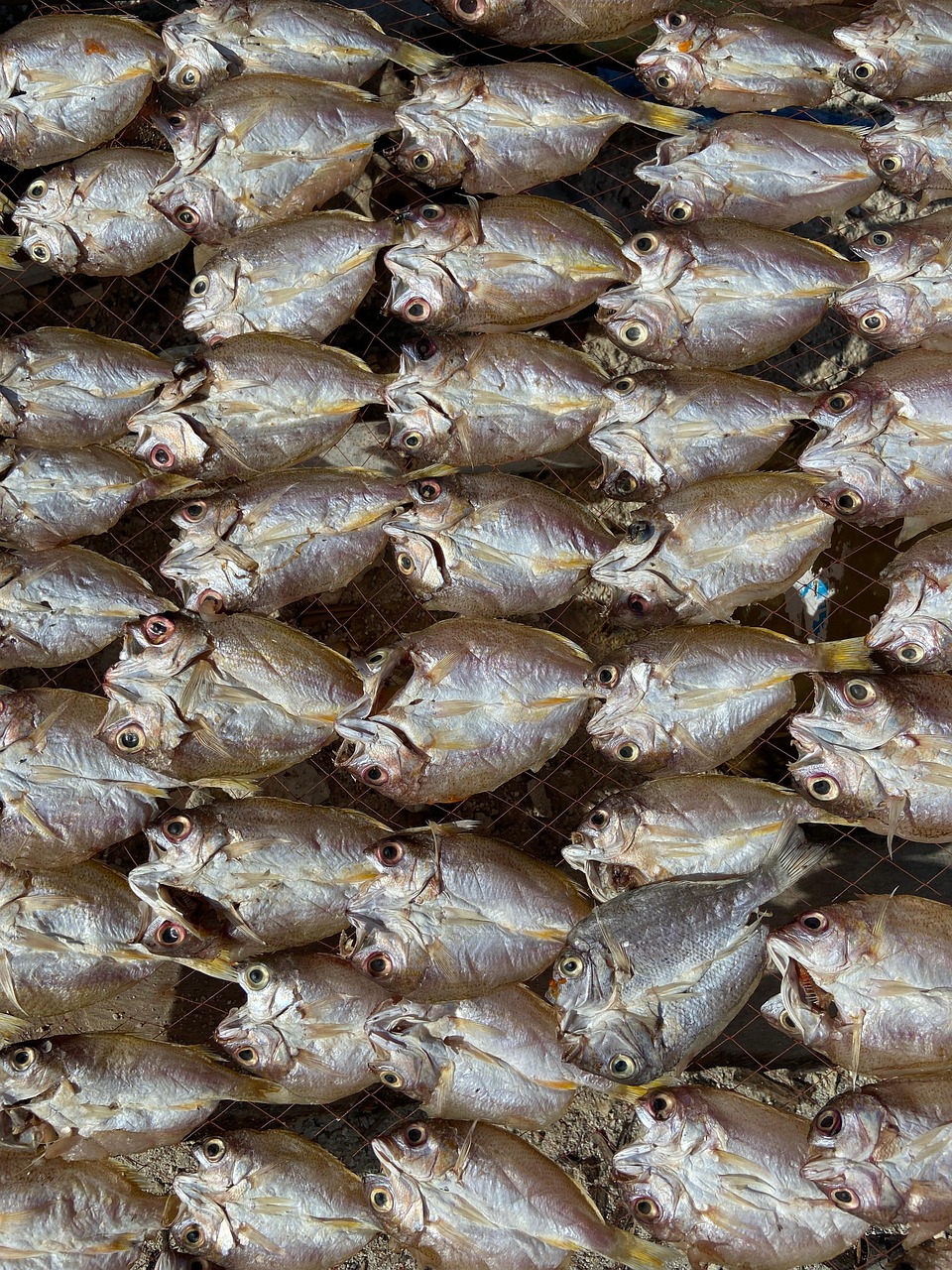 30,000+ Free Dried Fish & Fish Images - Pixabay