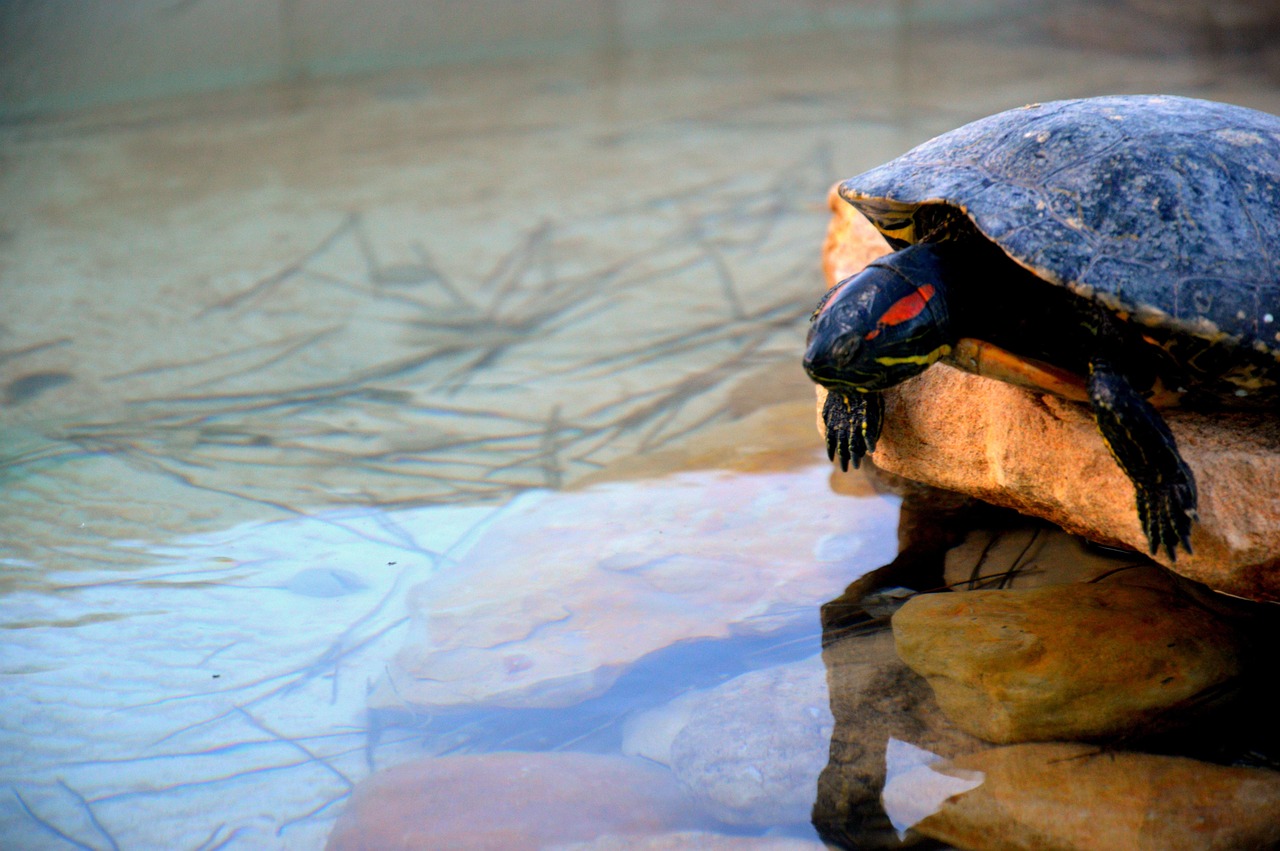 Turtle Animal Pond - Free photo on Pixabay - Pixabay