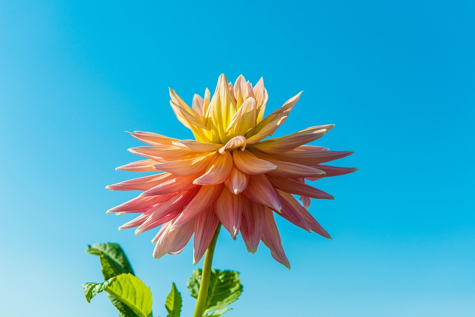 Dahlia Bunga Kebun - Foto gratis di Pixabay
