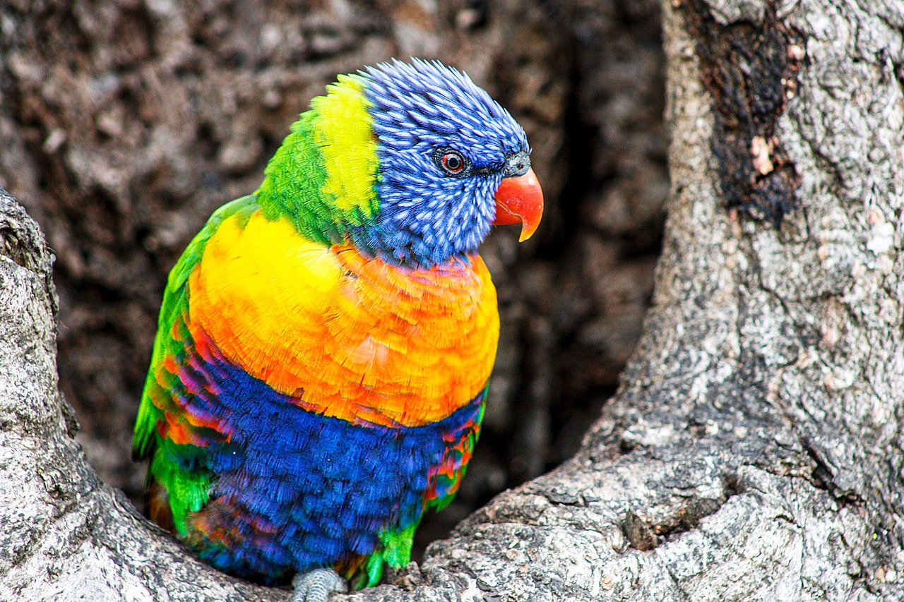 Rainbow Lorikeet Bird Animal - Free photo on Pixabay