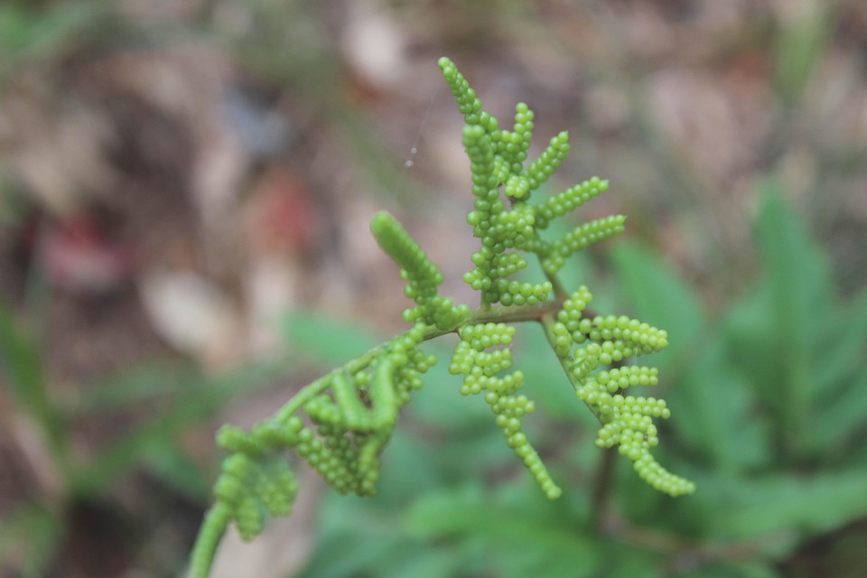 Plant Green Nature - Free photo on Pixabay - Pixabay
