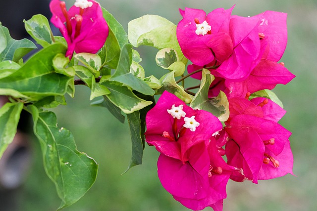 Bougainvillea Flowers Botanical - Free photo on Pixabay
