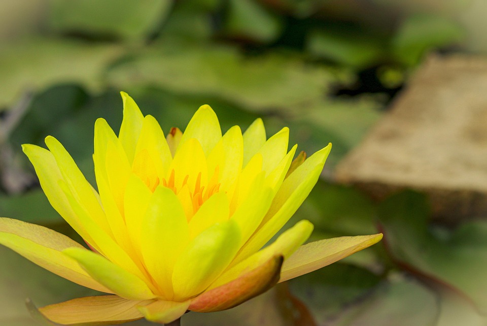 Water Lily Flower Plant - Free photo on Pixabay - Pixabay