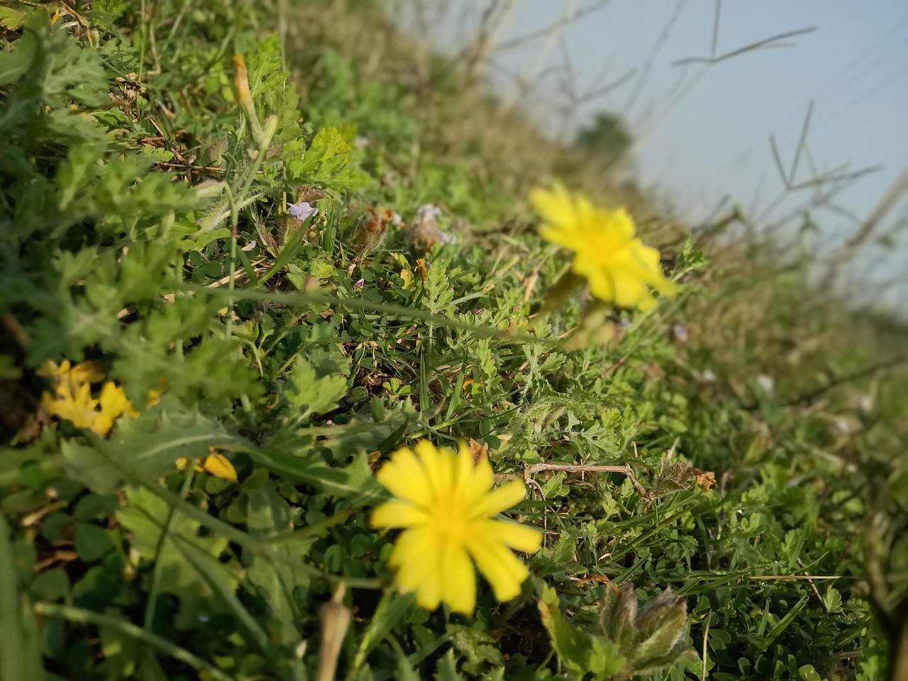 Yellow Flower Plant - Free photo on Pixabay
