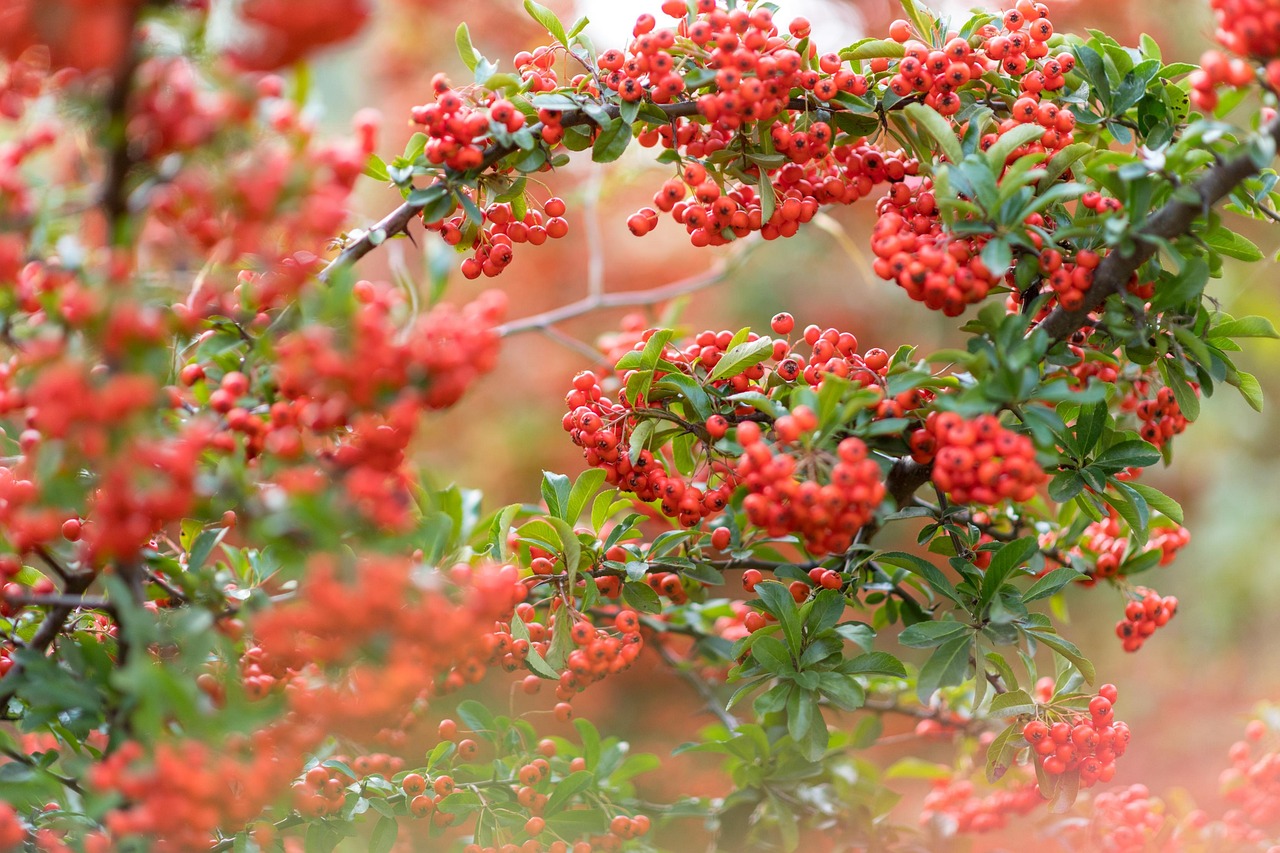 Rowan Fruit Tree - Free photo on Pixabay