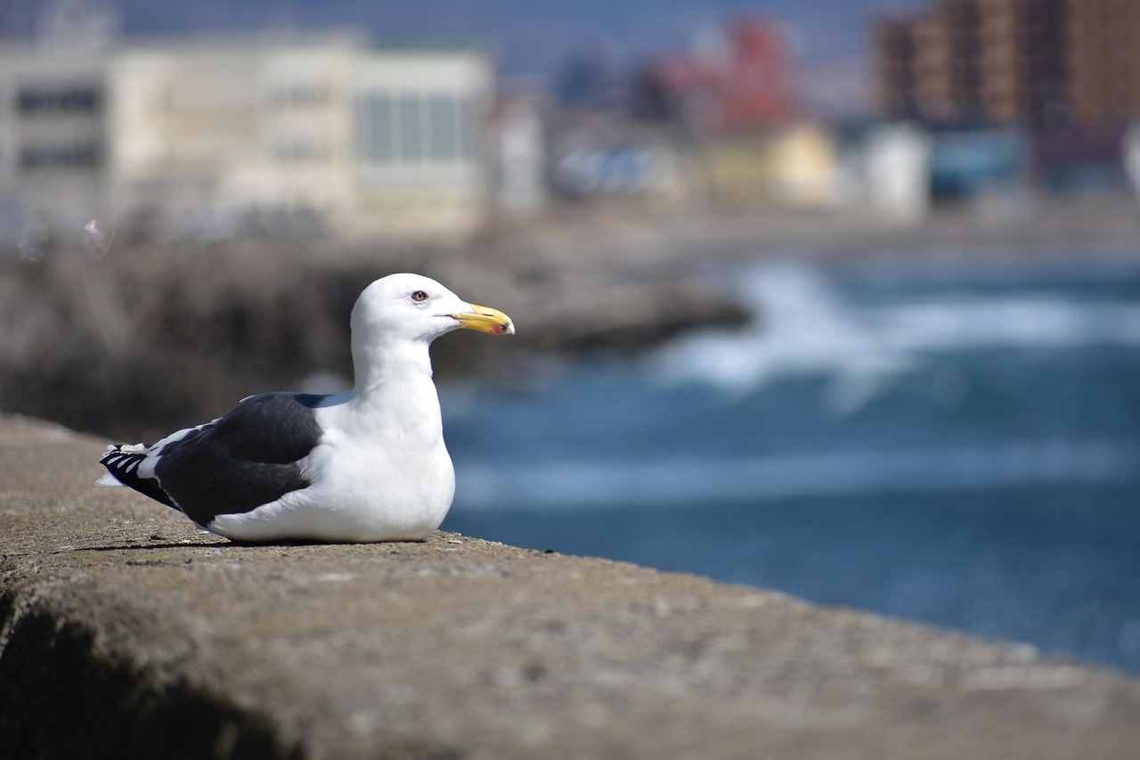 Gull Bird Coast - Free photo on Pixabay - Pixabay