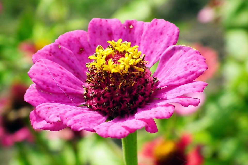 Zinnia Flor Jardín - Foto gratis en Pixabay - Pixabay