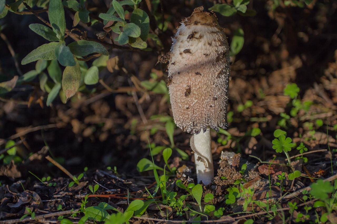 Champignon De Monture Automne La - Photo gratuite sur Pixabay - Pixabay