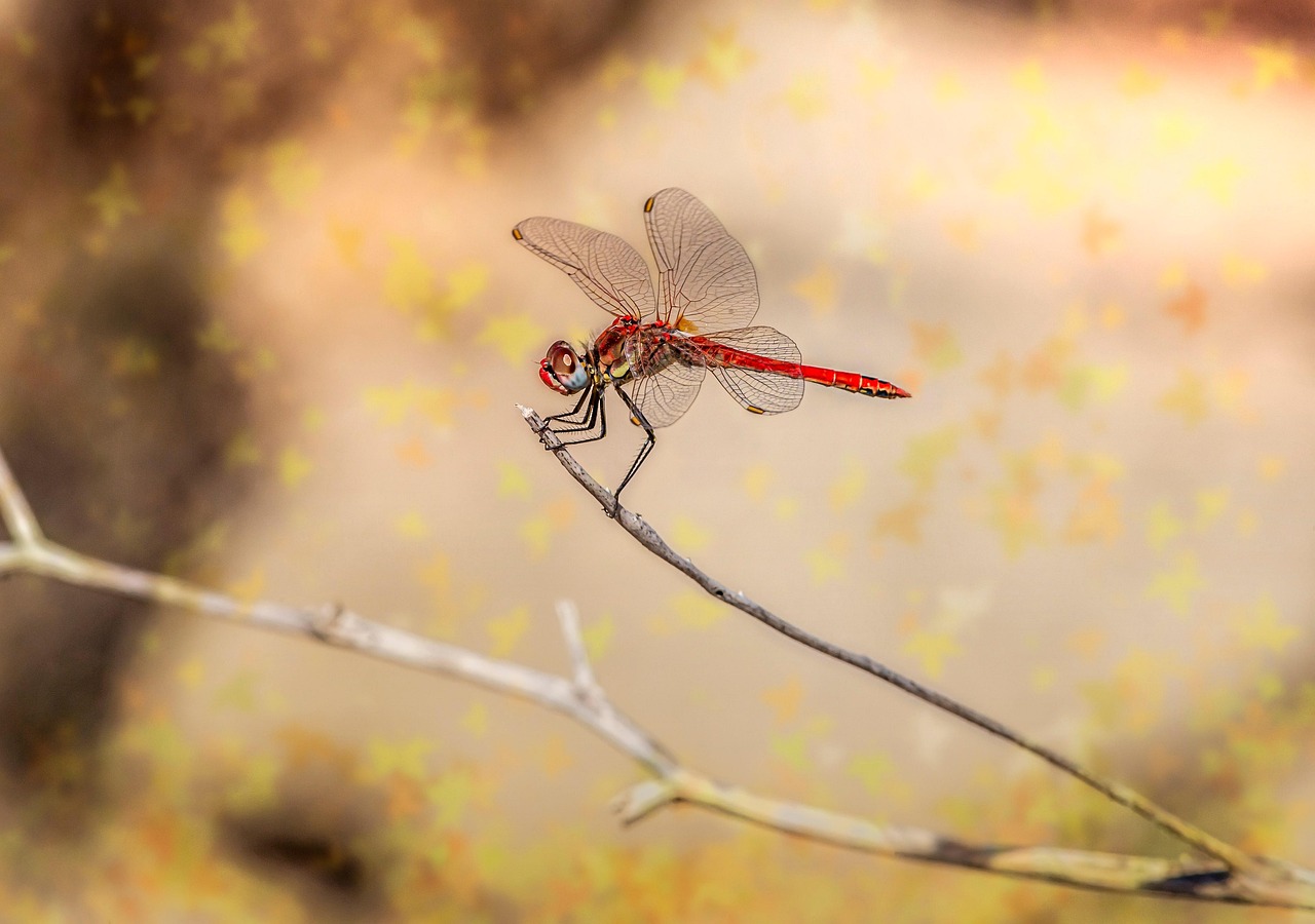 Dragonfly Insect Twig Red-Veined - Free photo on Pixabay