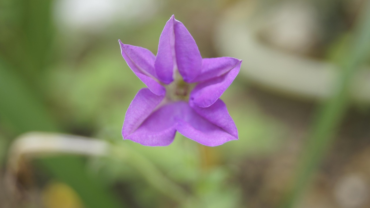 Pétunia Fleur Bloom - Photo gratuite sur Pixabay - Pixabay