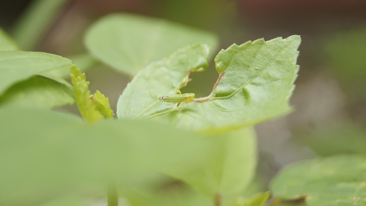 Cricket Animal - Photo gratuite sur Pixabay