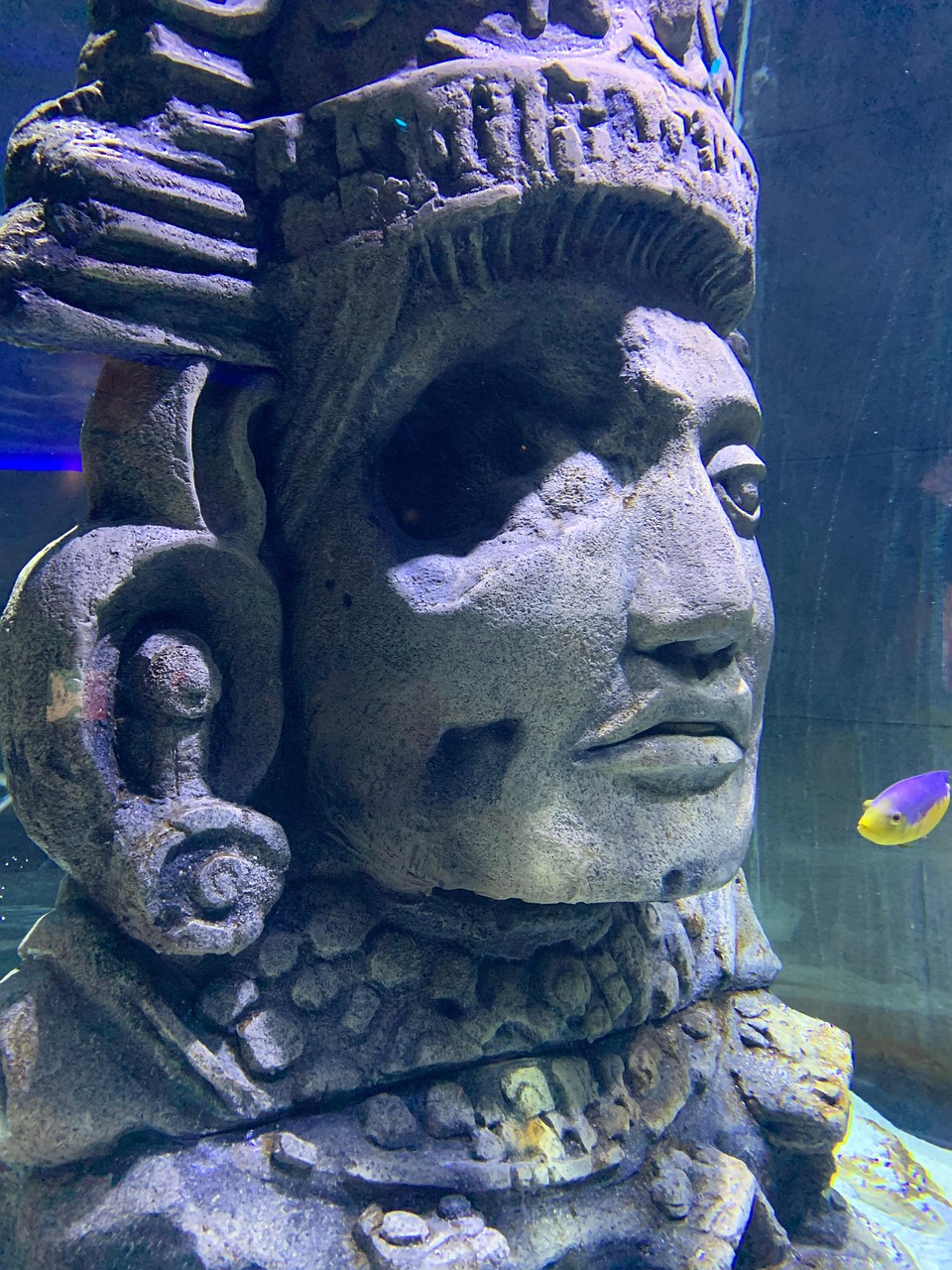 Fish Tank Aquarium - Free photo on Pixabay - Pixabay