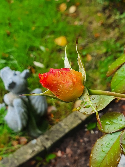 Autumn Rose Garden Rosebuds - Free photo on Pixabay