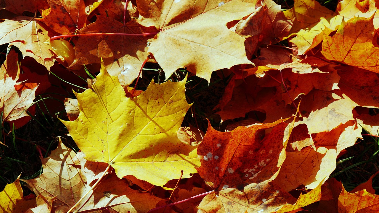 Őszi Levelek Leveleket Juharfa - Ingyenes fotó a Pixabay-en - Pixabay