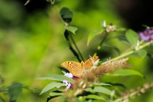 Vlinder Insect Tuin Gevlekte - Gratis foto op Pixabay - Pixabay