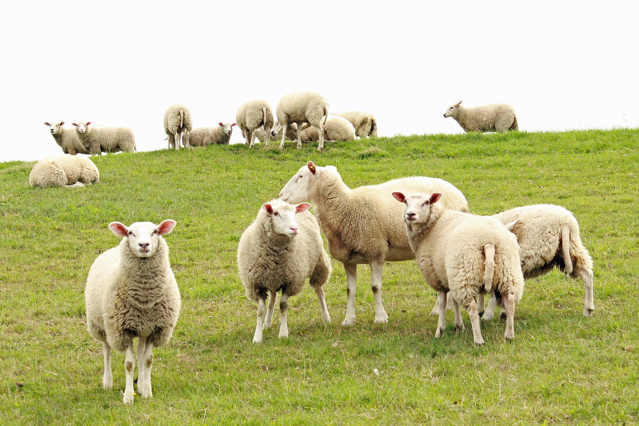 Le Mouton Animaux Pâturage - Photo gratuite sur Pixabay - Pixabay