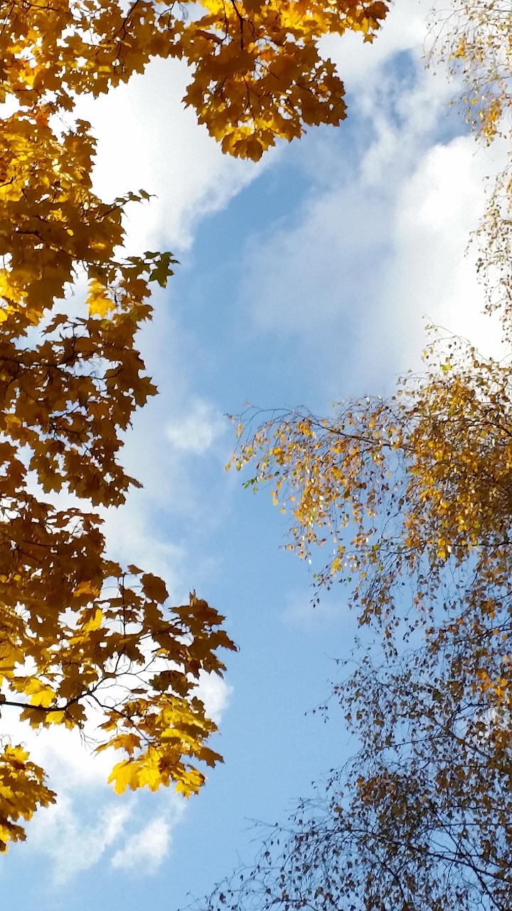 Autumn Sky Leaves - Free photo on Pixabay - Pixabay
