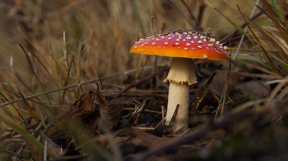 Amanite Mouche Champignon Forêt - Photo gratuite sur Pixabay - Pixabay