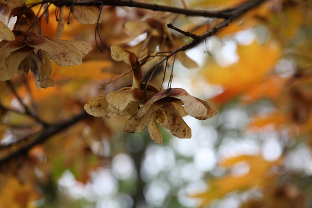 Daun-Daun Dedaunan Ranting - Foto gratis di Pixabay