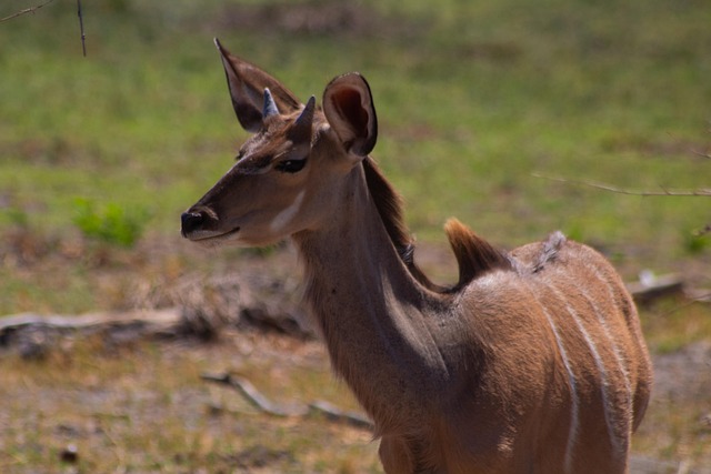Koudou Antilope Afrique - Photo gratuite sur Pixabay - Pixabay