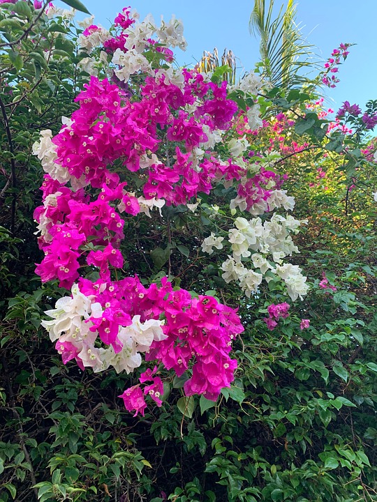 Flower Haiti - Photo gratuite sur Pixabay - Pixabay