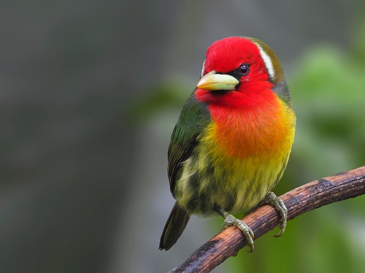 Red-Headed Barbet Bird Animal - Free photo on Pixabay