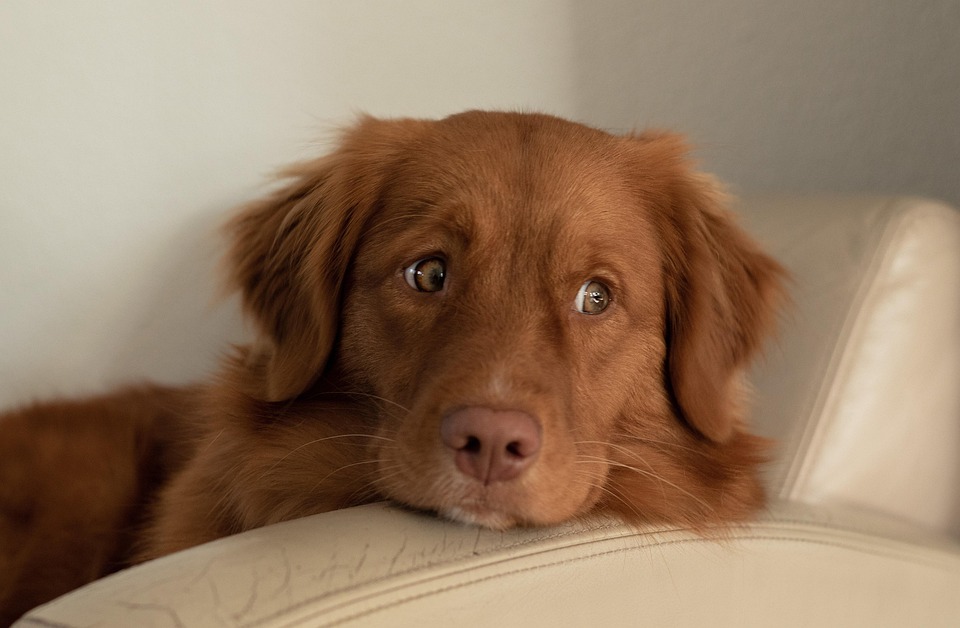 Nova Scotia Duck Tolling Retriever - Kostenloses Foto auf Pixabay