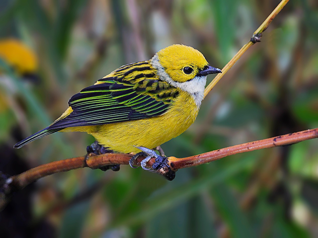 Silver Throated Tanager Bird - Free photo on Pixabay - Pixabay