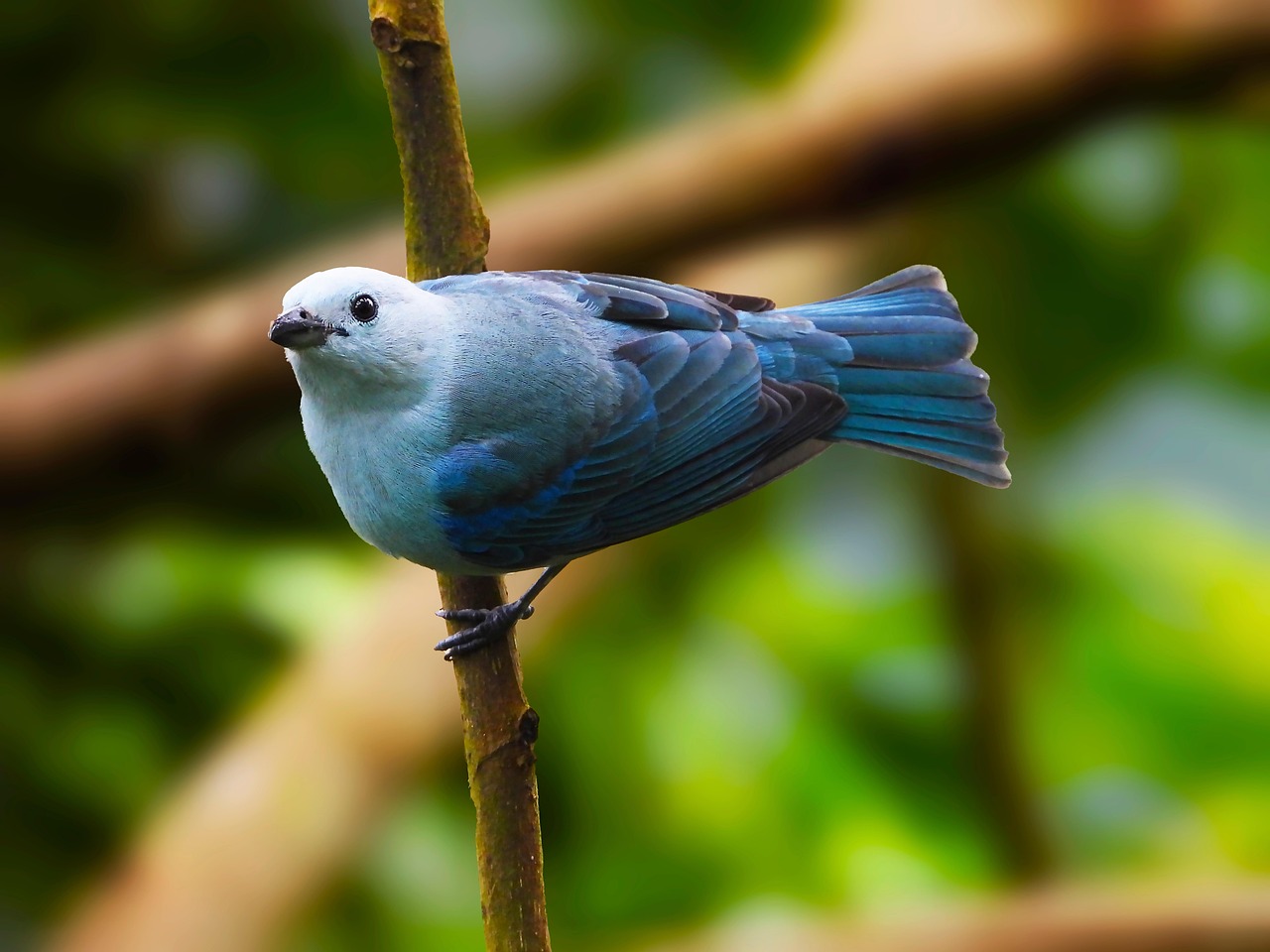 Tanager Bird Animal Blue Gray - Free photo on Pixabay - Pixabay