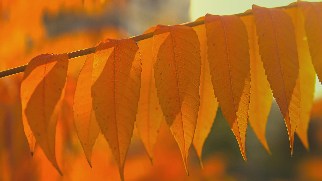 Leaves Twig Autumn - Free photo on Pixabay - Pixabay