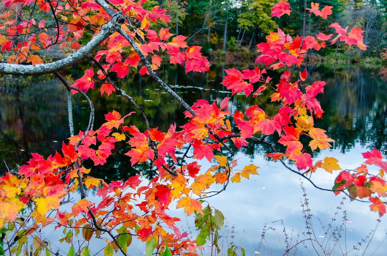 Musim Gugur Jatuh Daun-Daun - Foto gratis di Pixabay - Pixabay
