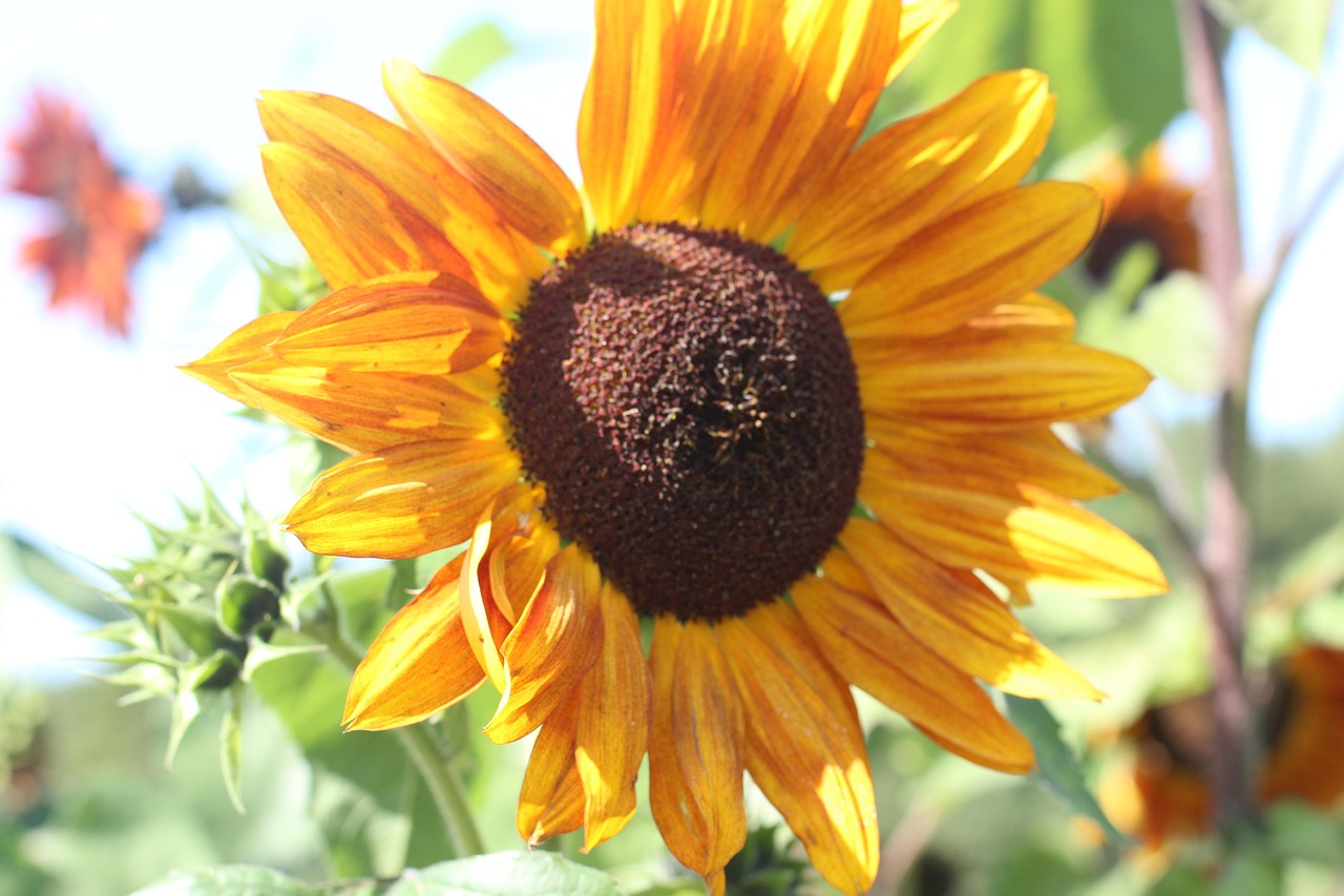 Flowers Sunflowers Sunflower - Free photo on Pixabay - Pixabay
