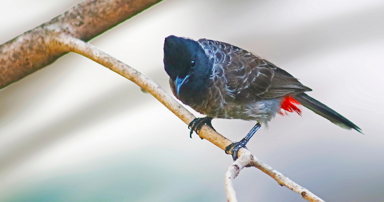 Bulbul Berventilasi Merah Burung - Foto gratis di Pixabay - Pixabay