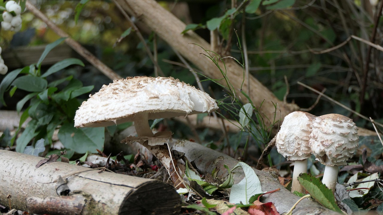Jamur Hutan Musim Gugur - Foto gratis di Pixabay - Pixabay