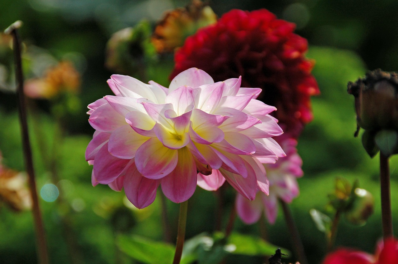 Flowers Chrysanthemum Petals - Free photo on Pixabay - Pixabay