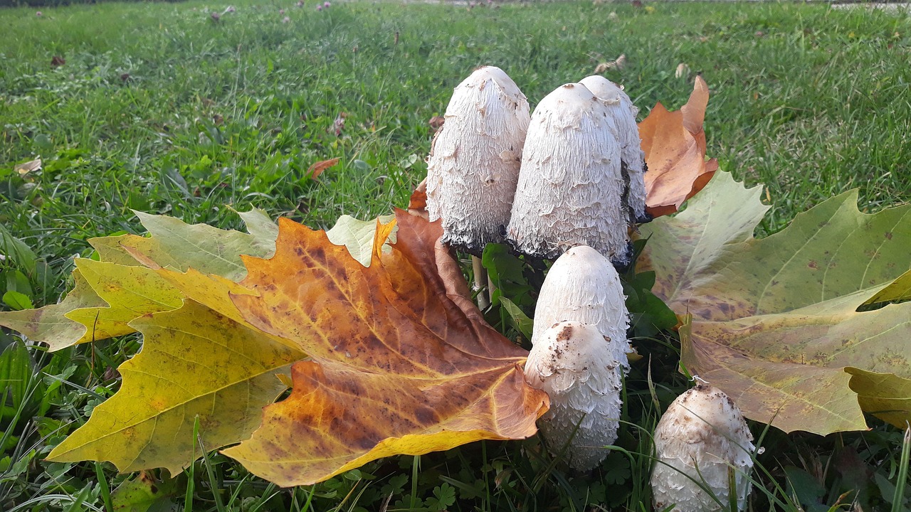 Halloween Champignons Automne - Photo gratuite sur Pixabay - Pixabay