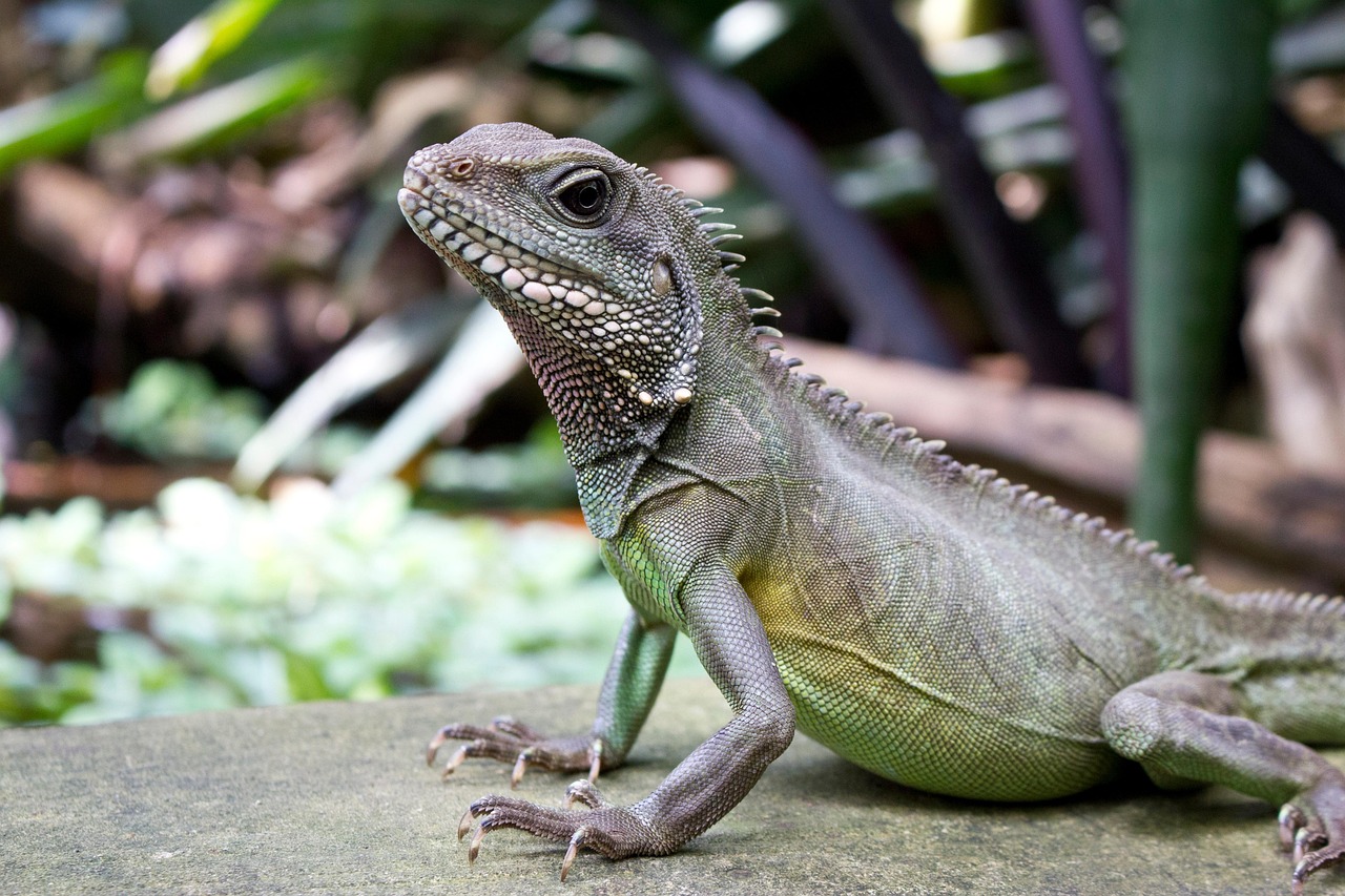 Chinese Water Dragon Reptile - Free photo on Pixabay