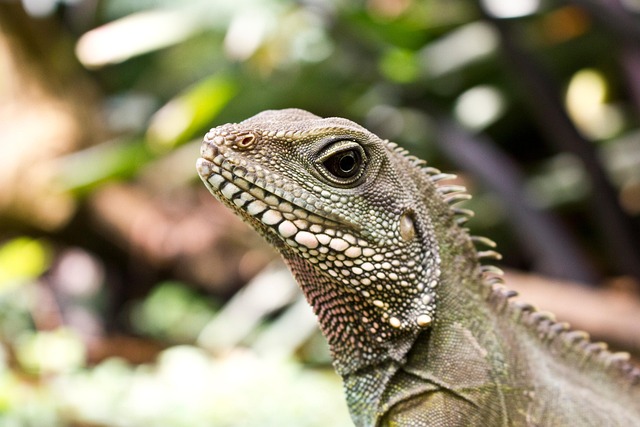 Chinese Water Dragon Reptile - Free photo on Pixabay - Pixabay