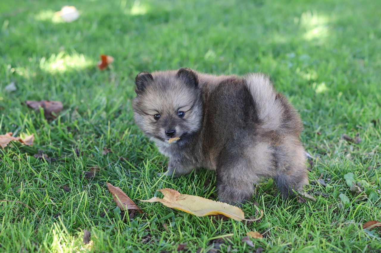Pequeno Spitz Cachorro Filhote De - Foto gratuita no Pixabay - Pixabay