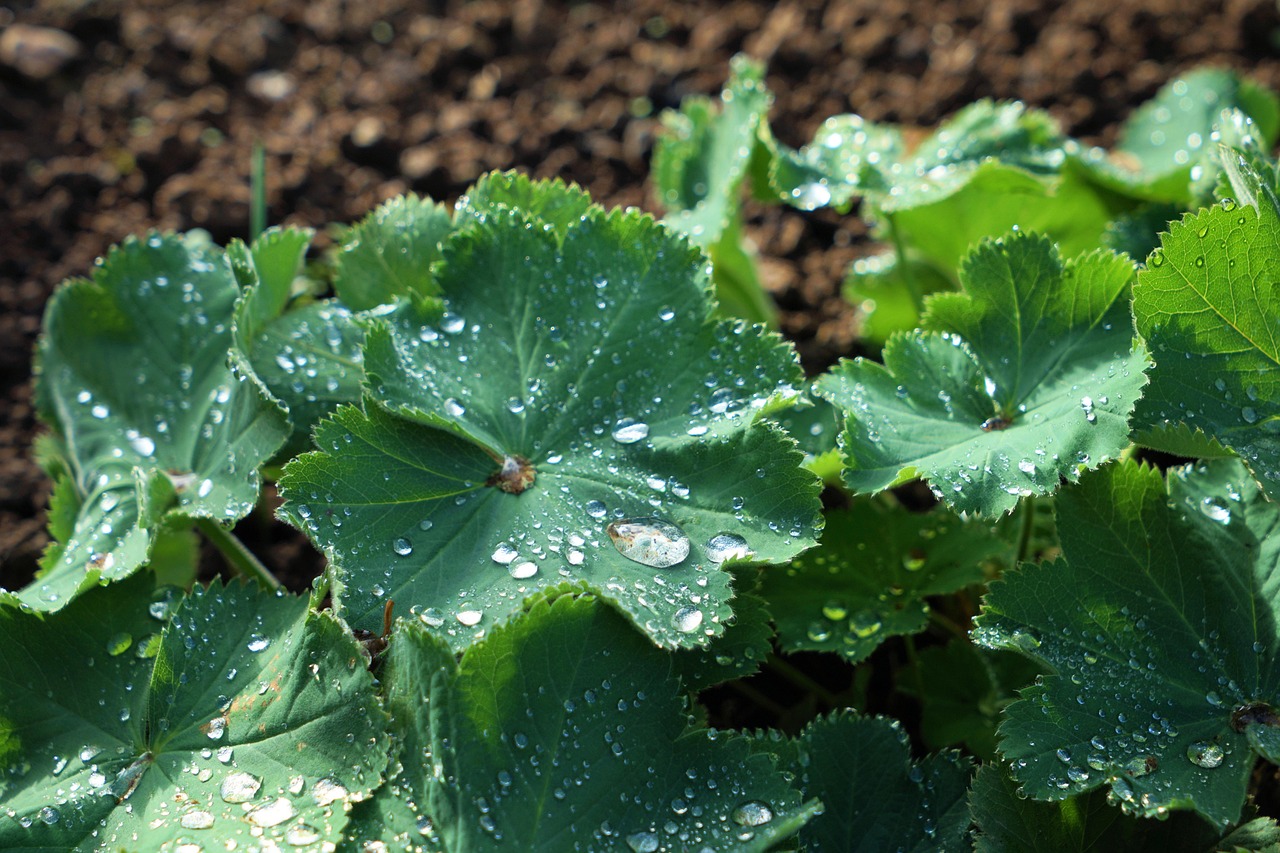 Vattendroppe Blad Vatten - Gratis foto på Pixabay - Pixabay