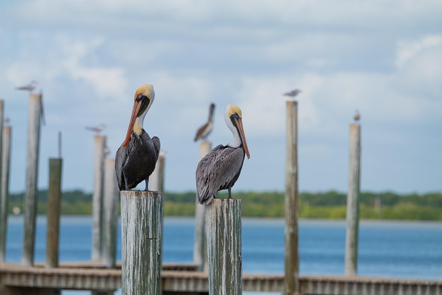 Pelicans Pier Birds - Free photo on Pixabay