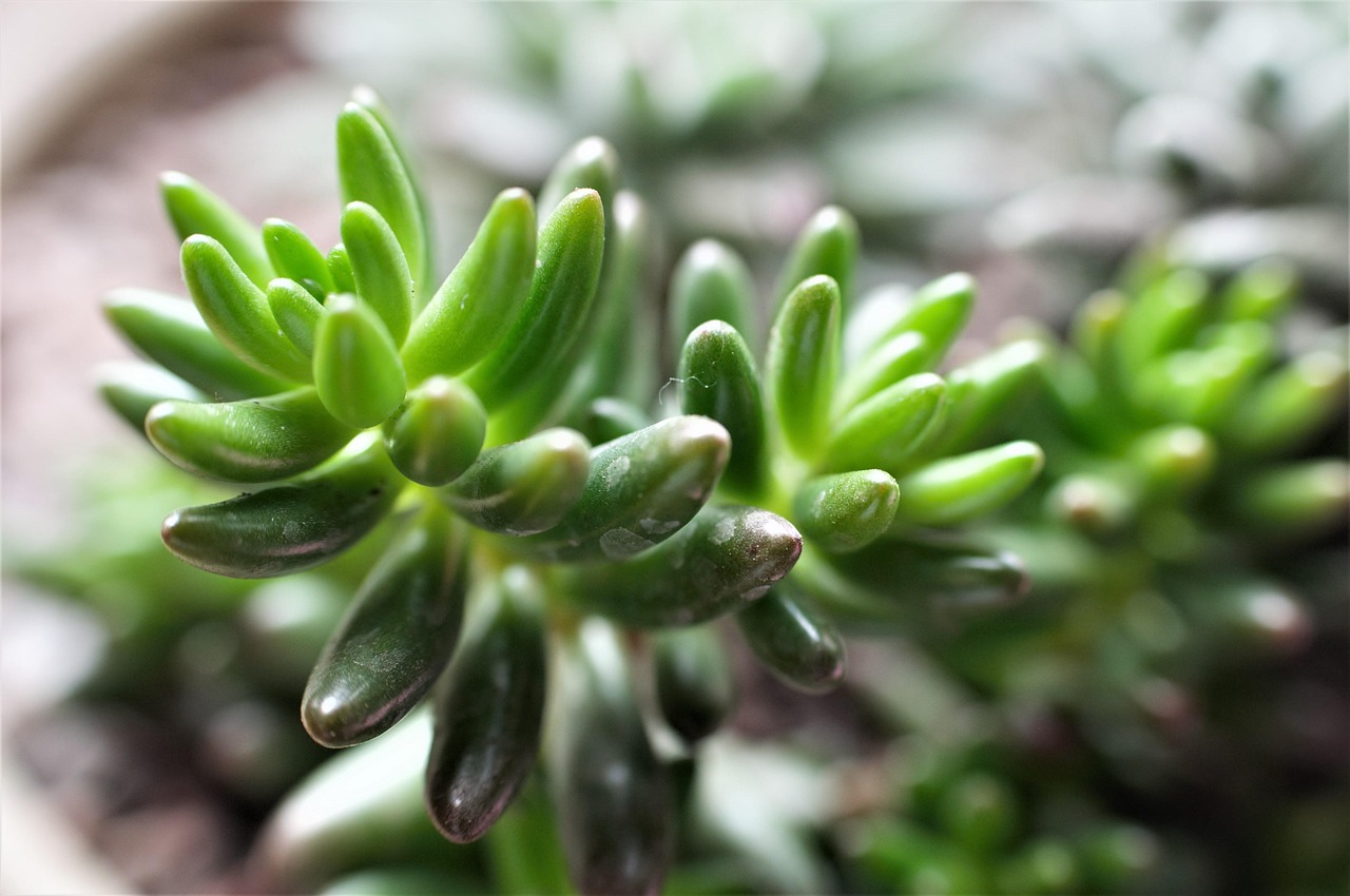 Succulent Plant Deco Home - Free photo on Pixabay - Pixabay