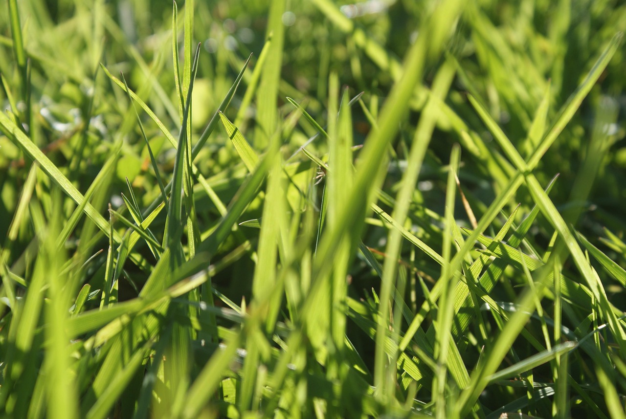 Gras Klingen Boden - Kostenloses Foto auf Pixabay - Pixabay